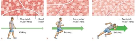 What Are The Three Different Types Of Muscle Fibres Design Talk