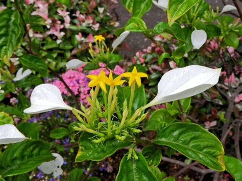 崑崙花 （こんろんか）2 By 虹橋★ （id：13034330） 写真共有サイトphotohito