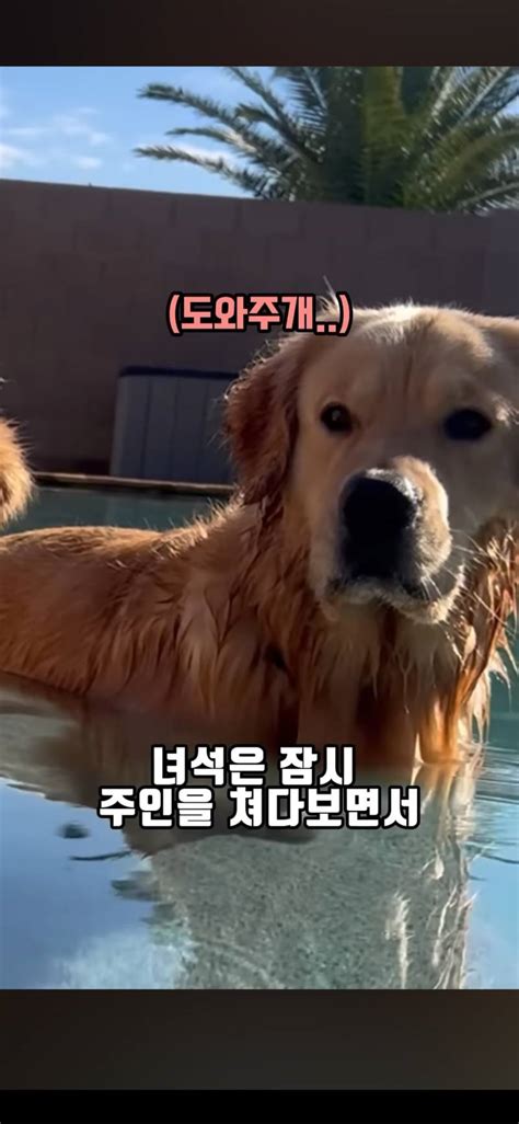 [잡담] 물에 빠진 공을 줍고싶은데 못주워ㅠㅠ 인스티즈 Instiz 일상 카테고리