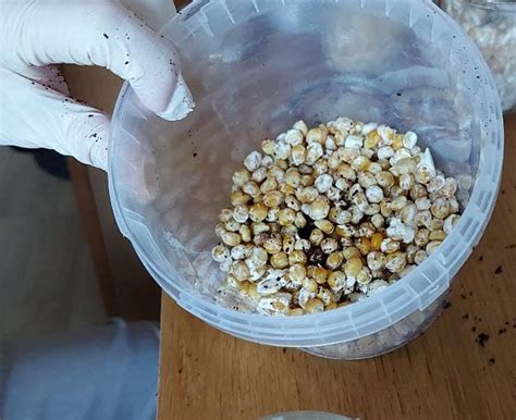 How To Make PopCorn Grain Spawn Popcorn Tek EZMushroom