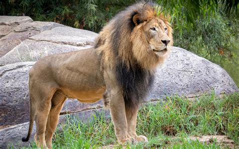 Young Lion Wallpapers Wallpaper Cave