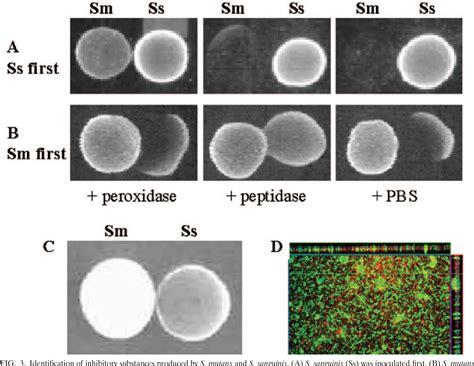 Streptococcus Sanguis Semantic Scholar