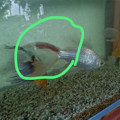 하얀 물고기 왜그러죠 ㅠㅠ 지식in