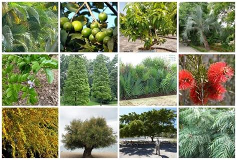 14 Usda Zone 11 Trees Fruit Shade And Fast Growing