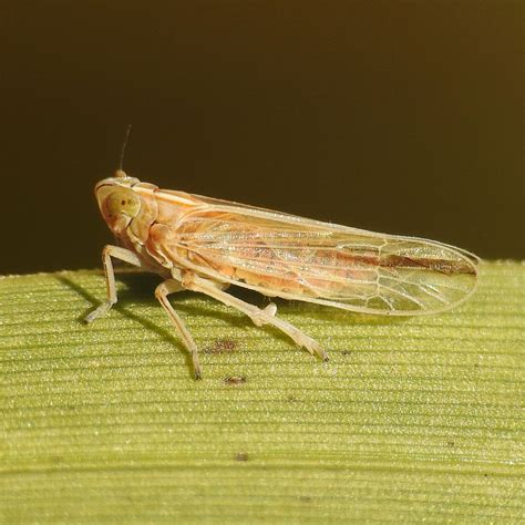 Stenocranus Major Naturespot