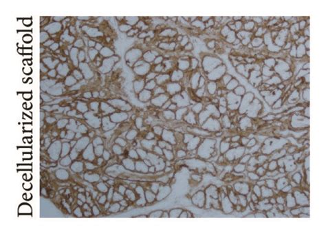 Analyzation Of ECM Components A B H E Staining Of The Normal