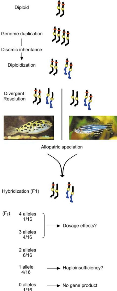 Speciation Through Genome Duplication And Divergent Resolution Natural