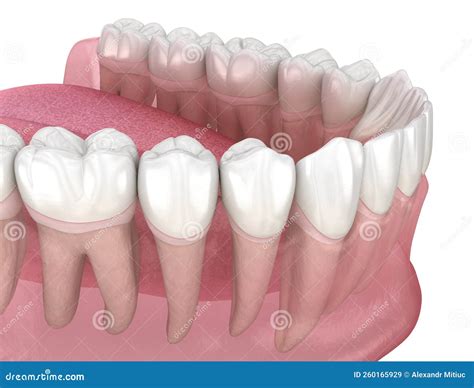 Morphology Of Human Teeth Medically Accurate Tooth 3d Illustration Stock Illustration