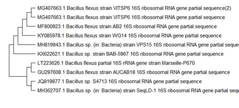 How To Edit Node Labels In Phylogenetic Tress Researchgate