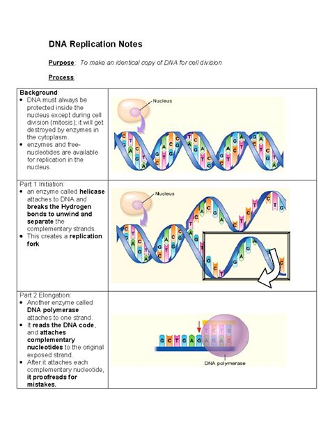 Notes Dna Replication Teacher Dna Replication Notes Purpose To Make