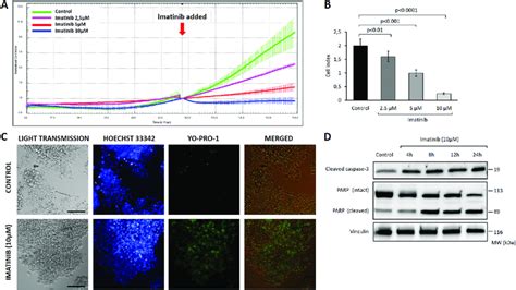 Assessment Of The Effects Of Imatinib On The Proliferation And