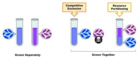 Competitive Exclusion Principle