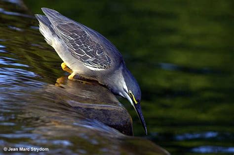 Egret Vs Heron What Sets Them Apart