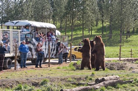 10 Best Drive Thru Animal Safaris In The Us