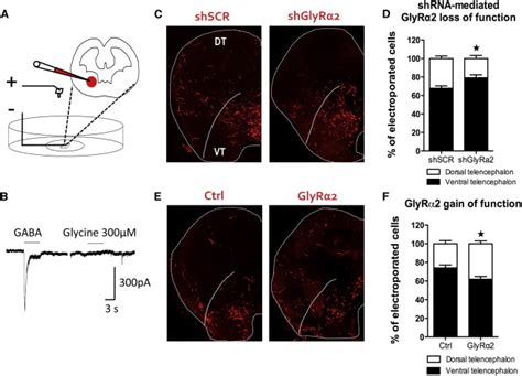 Modulation Of Glyr α2 Subunit Expression Affects Interneuron Migration Download Scientific Diagram