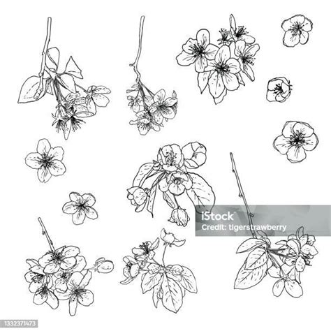 일본의 전통 봄 사쿠라 꽃이 피어 있습니다 진정한 꽃 식물 원품을 기반으로 벚꽃 가지의 국가 시즌 휴일 벡터 Hanami에 대한