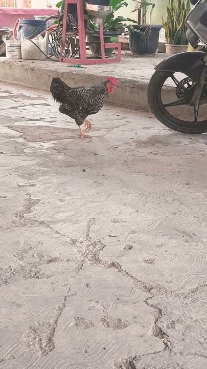 Ayam Bulet Jago Cartoon Youtube