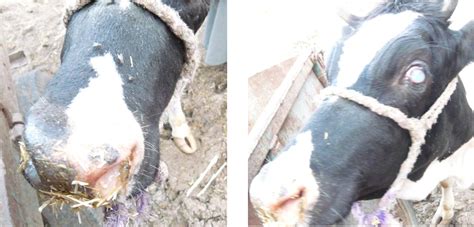 Figure 1 From Infectious Bovine Rhinotracheitis In A Cattle Farm At