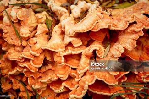 Yesca Gigante Naranja Que Crece En La Corteza De Un Árbol Botánica