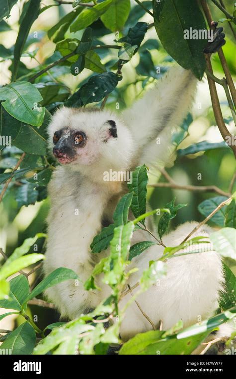 Silky Sifaka Propithecus Candidus Female Marojejy National Park