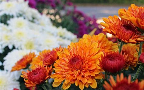 Summer Winding Down Dayton Nursery