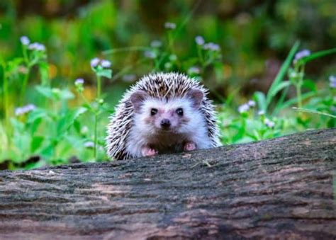 Types Of Pet Hedgehog Breeds Of Domestic Hedgehogs 2021 Guide