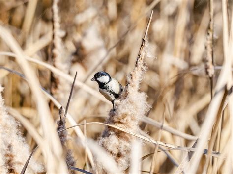 Free Photo Selective Focus Shot Of A Beautiful Japanese Tit In Izumi