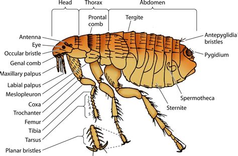 Dermacentor Variabilis Anatomy