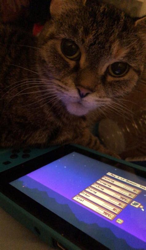 Pip Wanted To Try Playing I Think She Did Good For Her First Time Xd Rstardewvalley