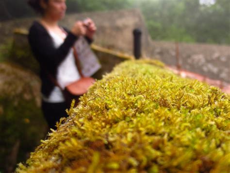 Sofia Viegas People Cibio