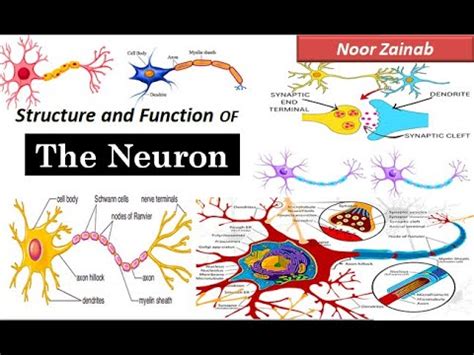 The Neuron or Nerve Cell | Structure and Function of Neuron & Glial cells | Neural Communication ...
