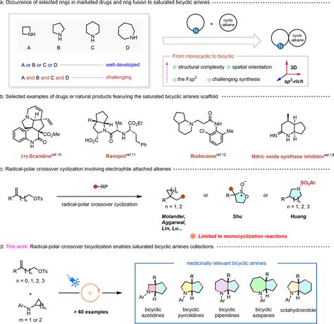 Radical‐polar Crossover Bicyclization Enables A Modular Synthesis Of