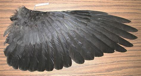 Crow Wing Feather Arrangement Detail Black Raven Wing Raven Wing
