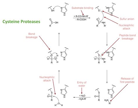 Cysteineproteases Here