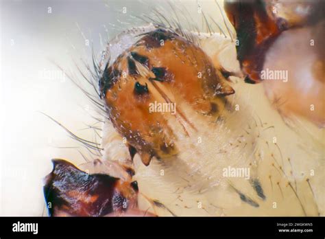 Long Bodied Cellar Spider Longbodied Cellar Spider Pholcus