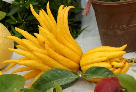 Main De Bouddha Planter Et Entretenir Ooreka