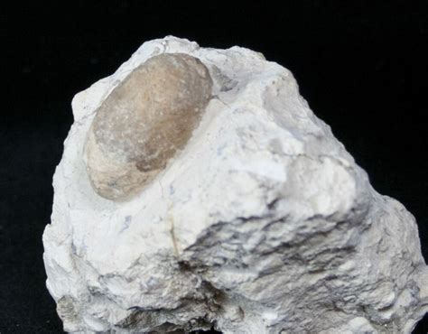 Eocene Aged Fossil Turtle Egg France 12979 For Sale