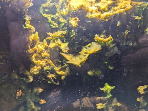 What Algae Bacteria Plants Algae And Fertilizers Care