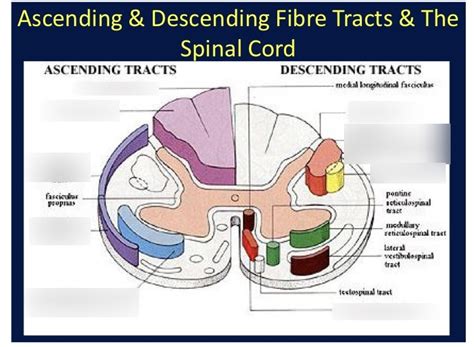 Ascending And Descending Pathways Diagram Quizlet