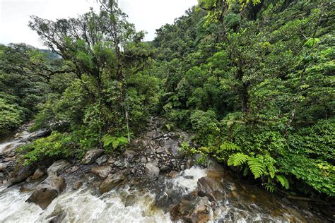 Threatened Cloud Forests Key To Billions Of Dollars Worth Of Hydropower
