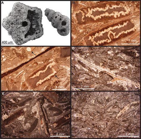 —sem Images And Photomicrographs Of Silicified Fossils A Crinoid