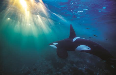 Orca The Killer Whale Wallpapers Wallpaper Cave