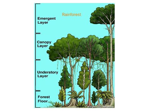 Layers Of The Tropical Rainforest Jlgny