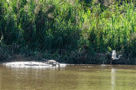 Is Borneo Safe A Guide For Travellers 🚨