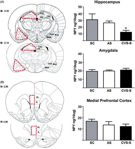Neuropeptide Y Npy Concentration In Forebrain Limbic Brain Regions
