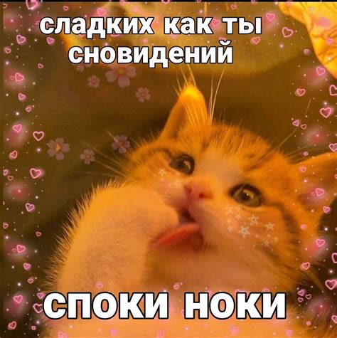 Спокойной ночи Спокойной ночи Кошачьи цитаты Ночь