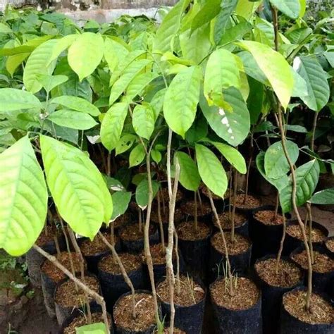 Jual Bibit Duku Tanpa Biji Siap Tanam Shopee Indonesia