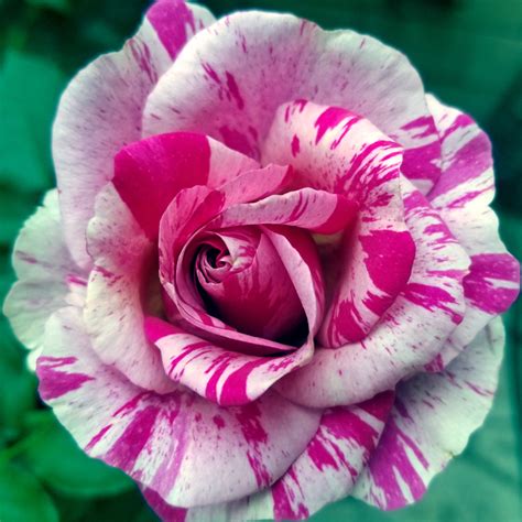 Rose Climbing Fly So High™ New Offerings Edmunds Roses