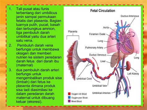 4 Pertumbuhan Janin Ppt