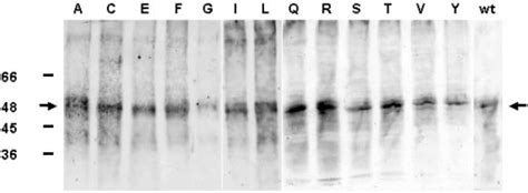 Protein Expression Of Glyr 1 Wild Type And 1250 Mutants Western
